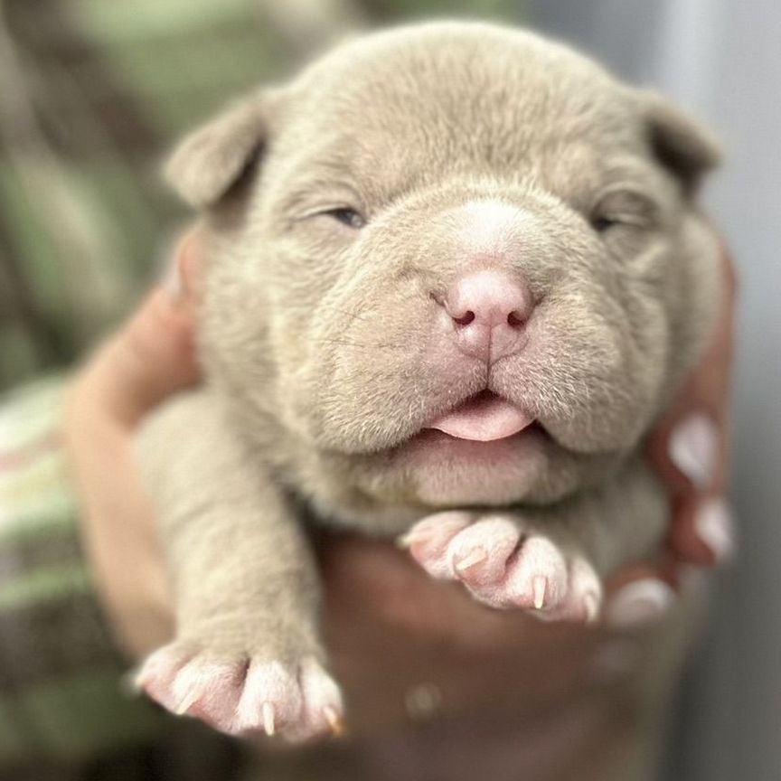 Американский булли, щенок