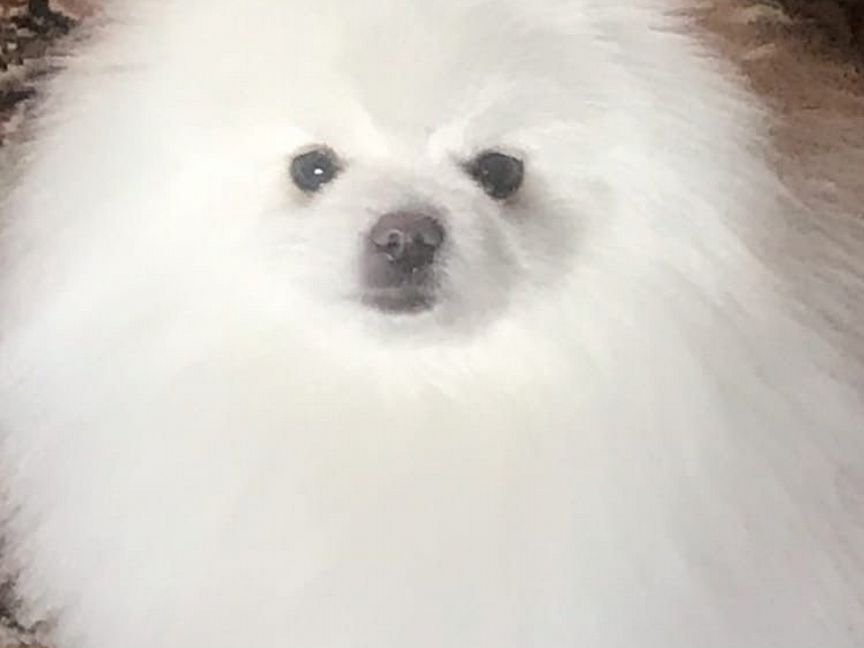 Шпиц