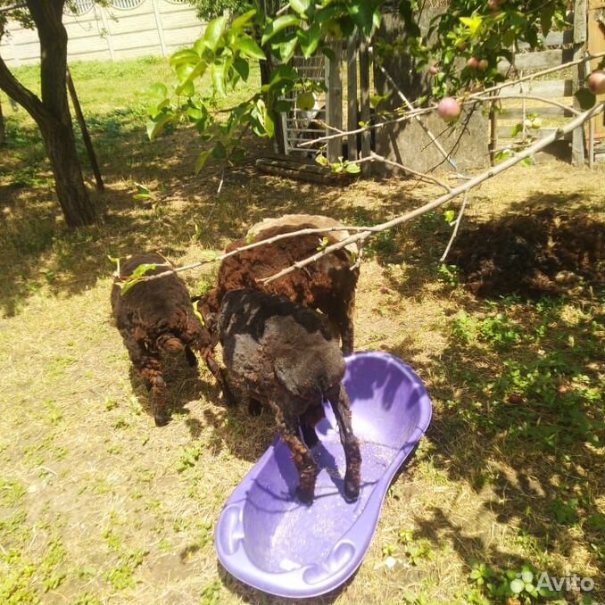 Козлята и ягнята