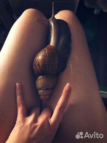 Улитка ахатина гигантская