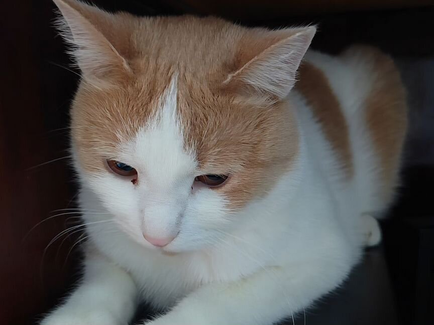 Кот в добрые руки