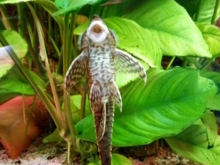 Стурисома панамская