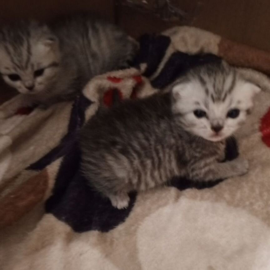 Шотландские вислоухие котята