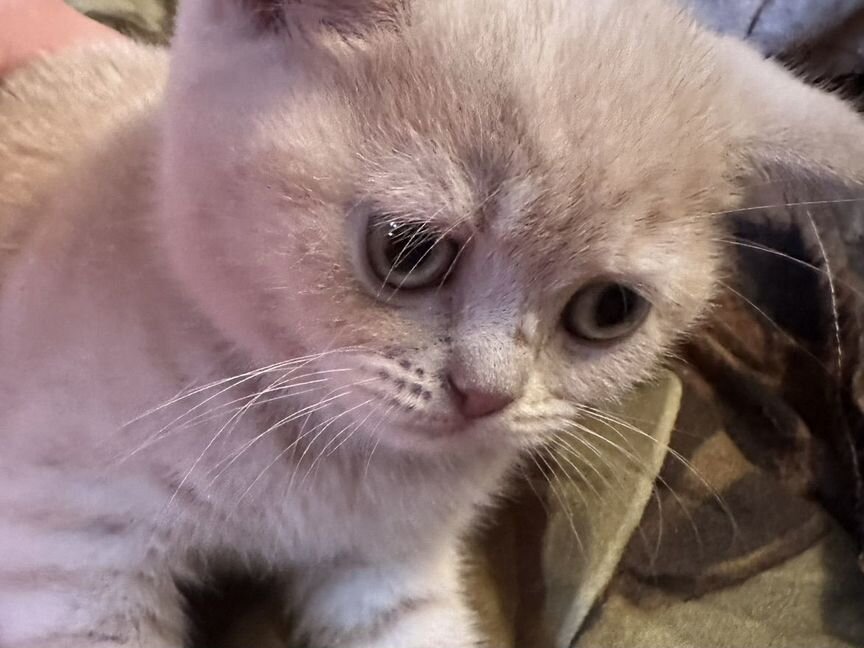 Шотланский котенок