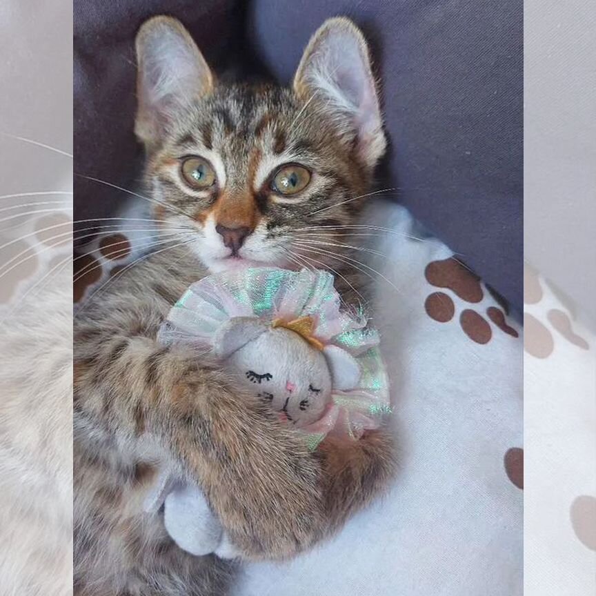 Сибирский котёнок