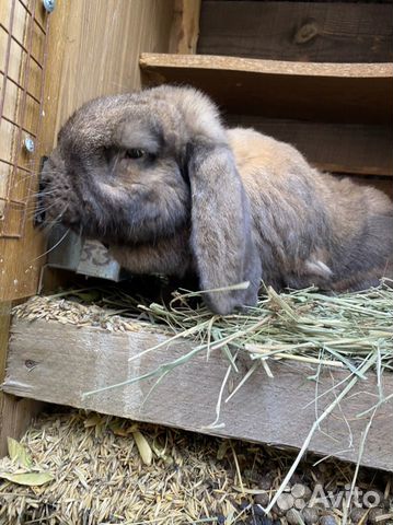 Кролл породы «Баран французский»