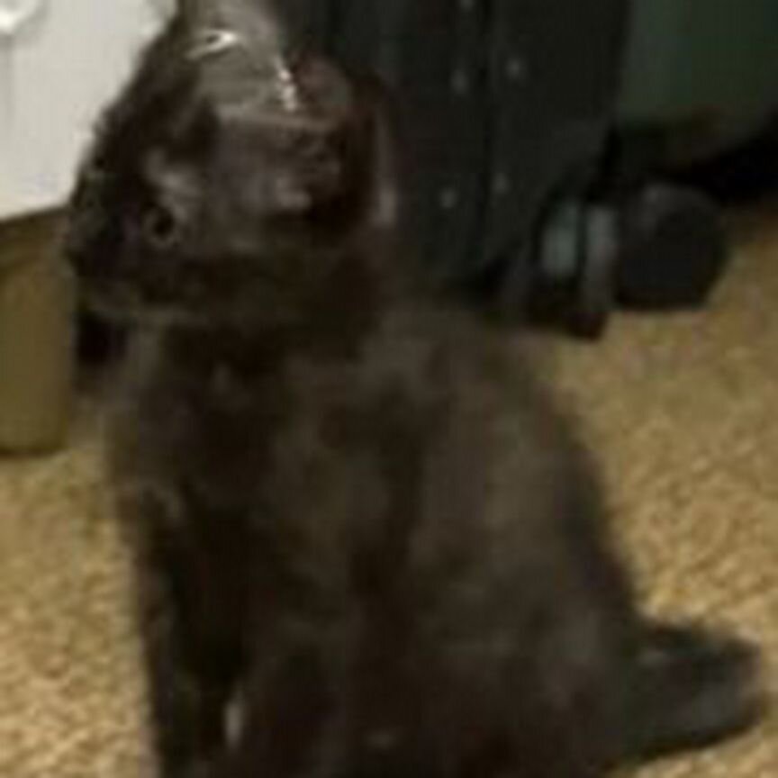 Девчушка 3 мес в добрые руки