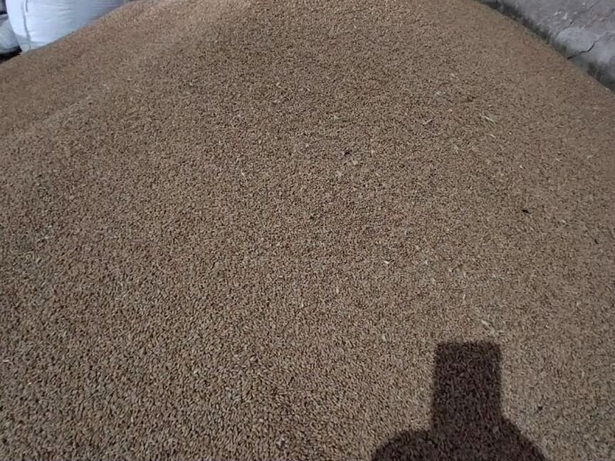 Соя, Кормовая пшеница на корм