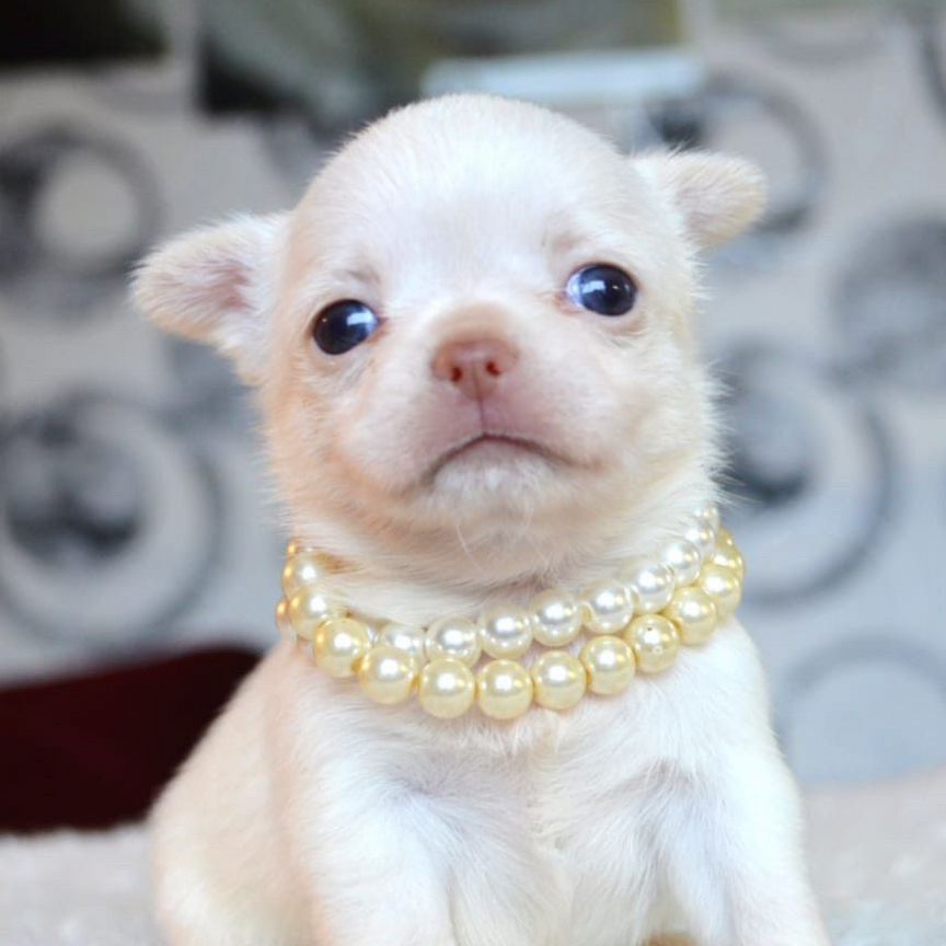 Чихуахуа девочка крем