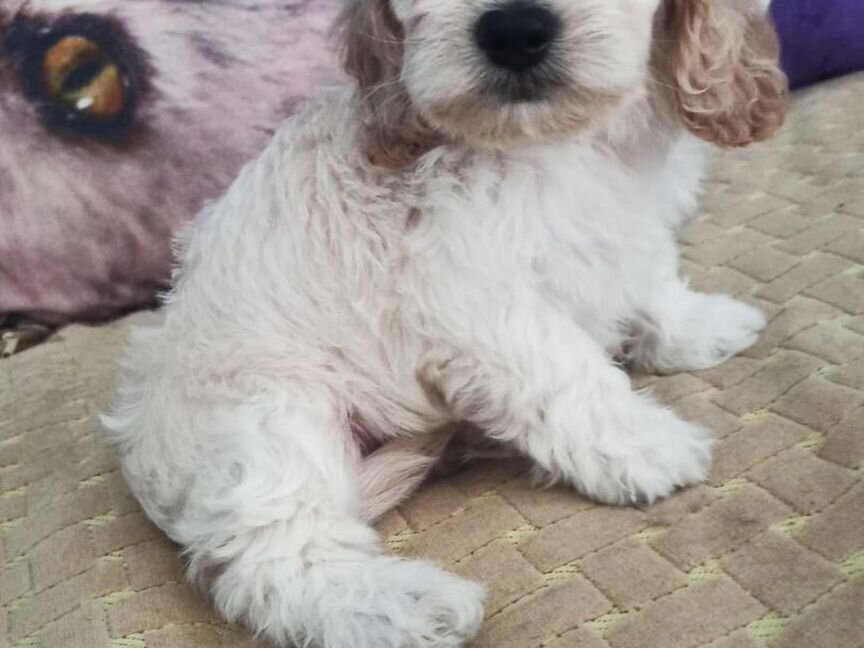 Щенок кокапу