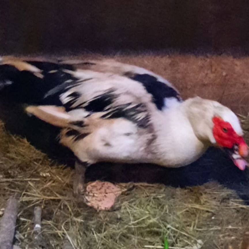 Мускусные утки