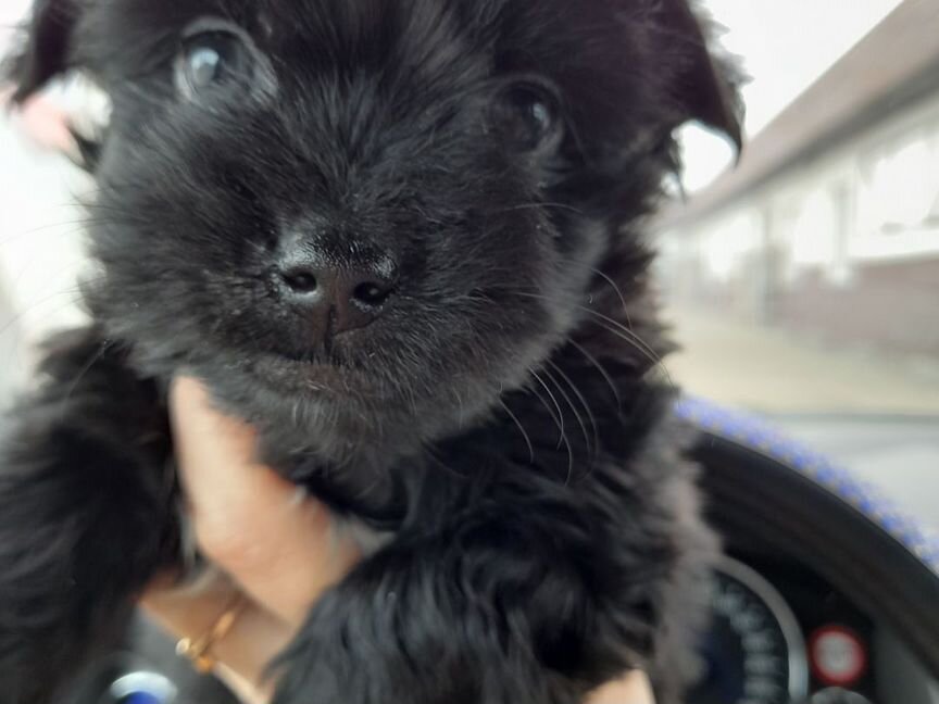 Йоркширский терьер щенки