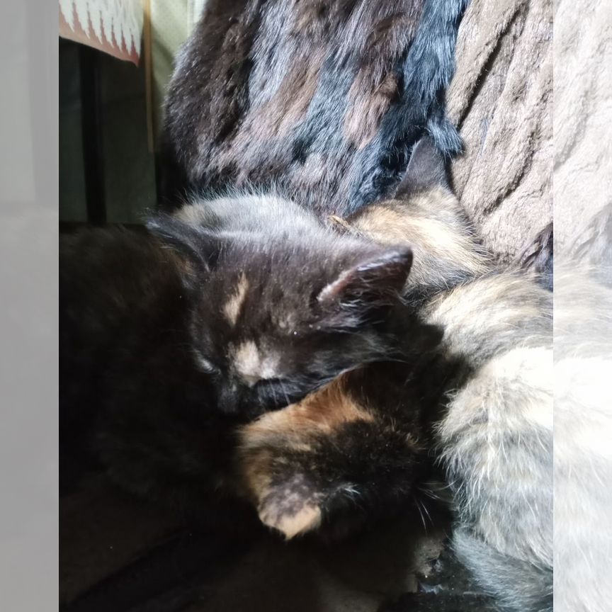 Котята в добрые руки