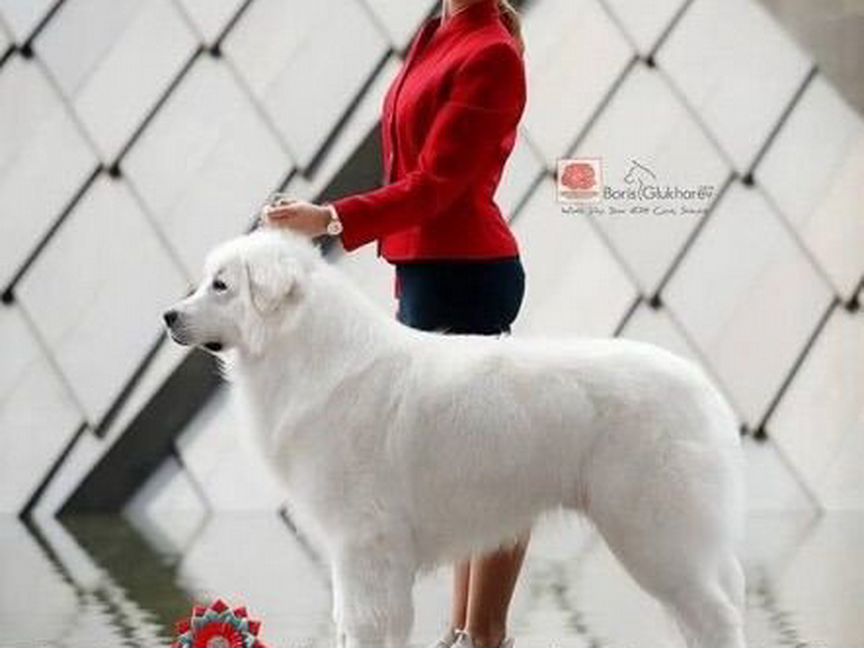 Щенки овчарки, 3 месяца, для охраны