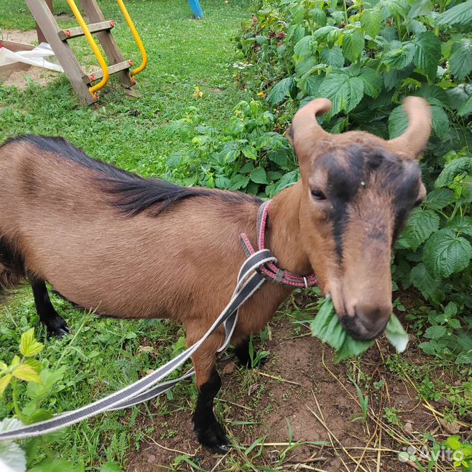 Отдам двух молодых козочек