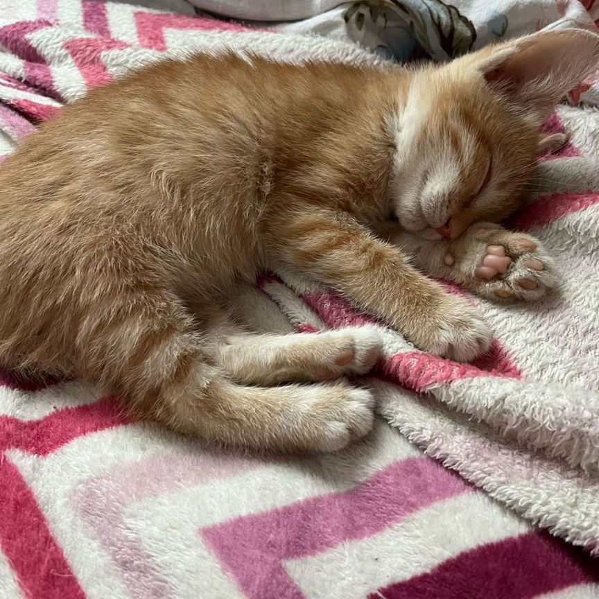Котята в добрые руки бесплатно