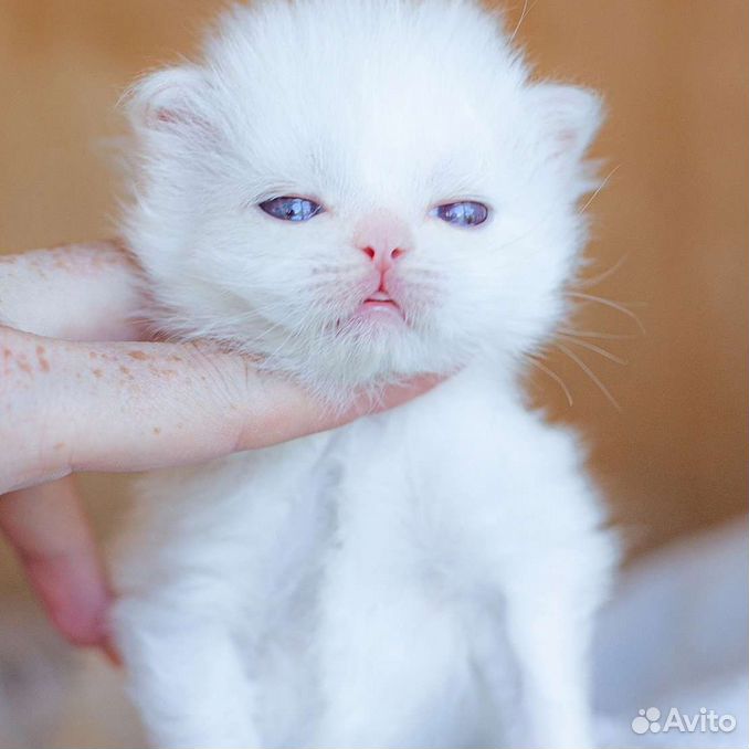 Мальчик фавн колор-поинт с белым