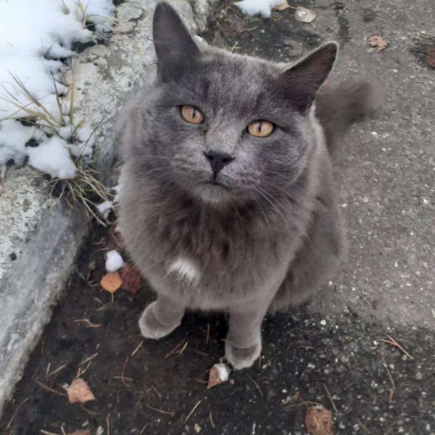 Котик скучает по дому