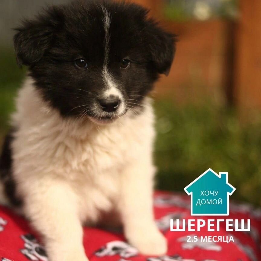 Очаровательный щенок Шерегеш