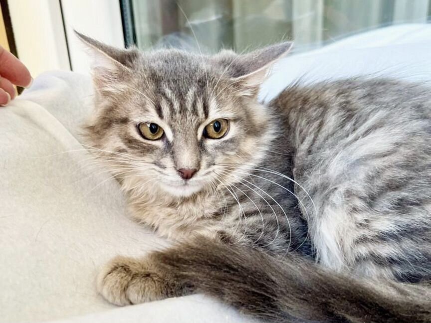 Бесхитростный пушистик, котенок Пухлик в дар