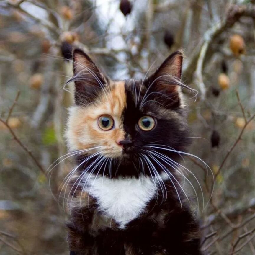 Котики, в добрые руки, в дар