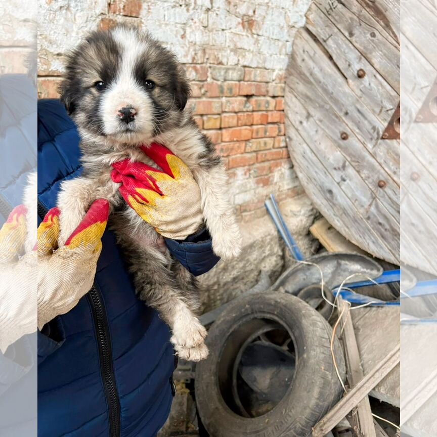 Щенок мальчик помесь московская сторожевая