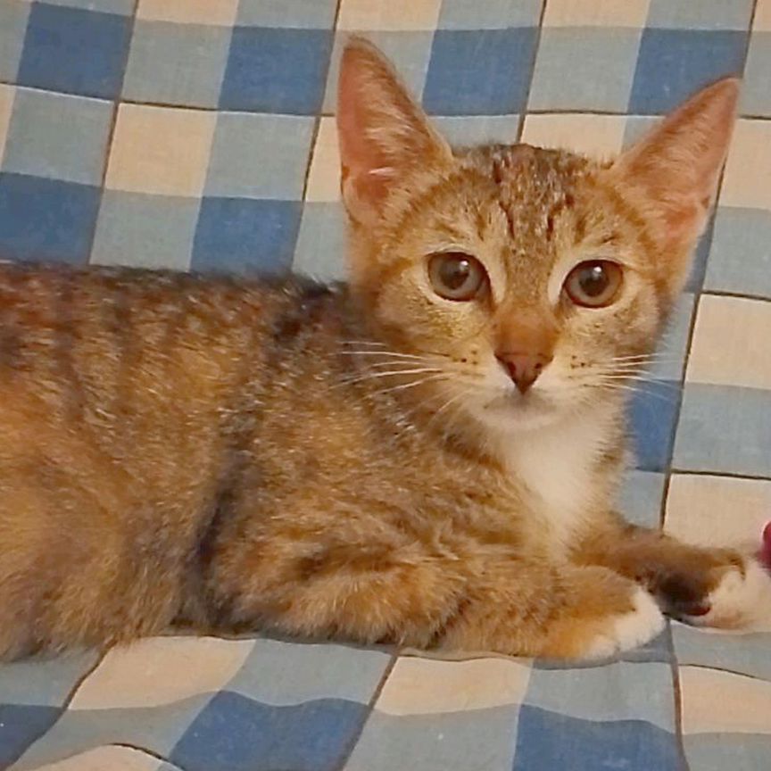 Котенок- кошечка ищет дом