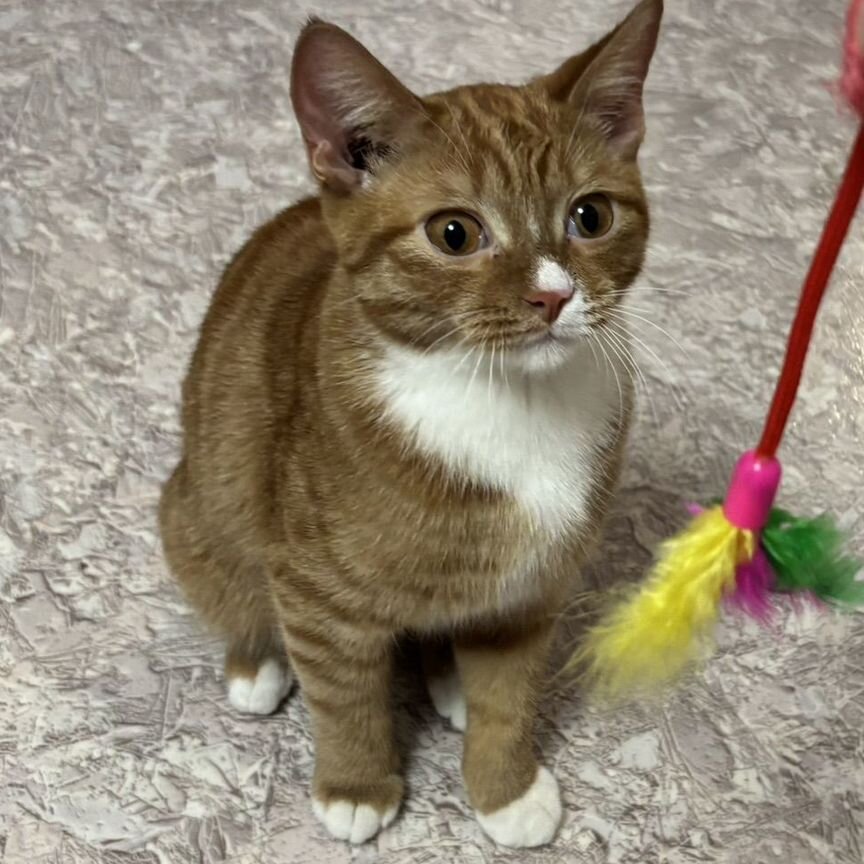 Котёнок в добрые руки