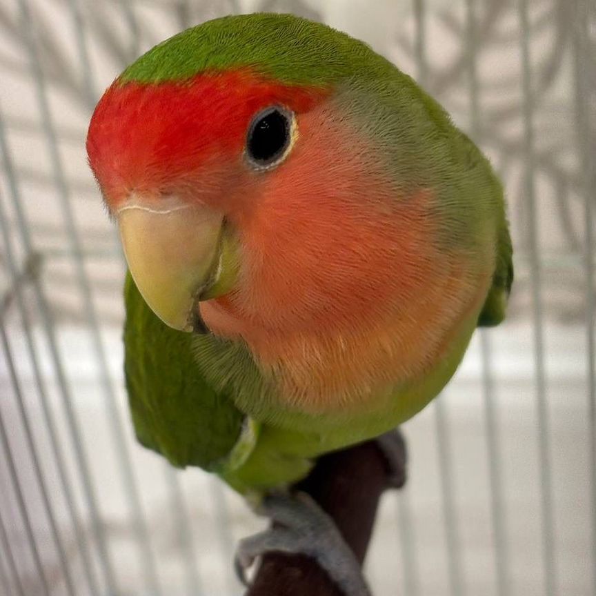 Попугай Неразлучник