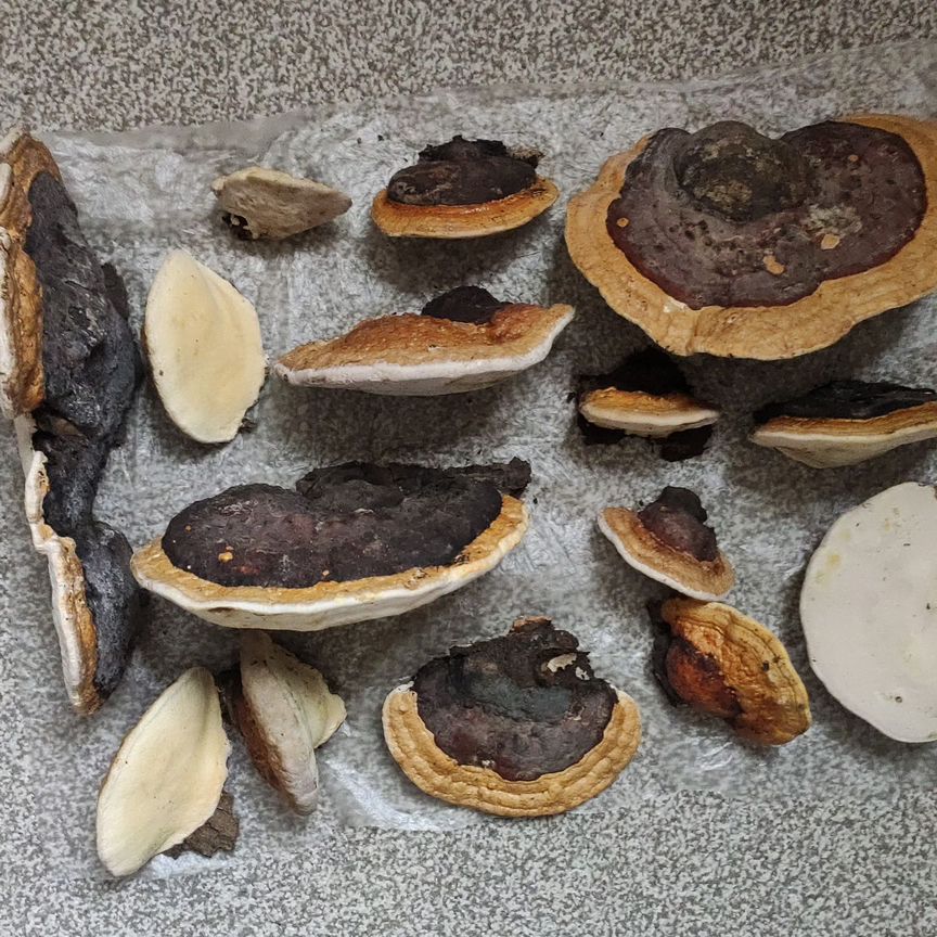 Террариум,ступеньки