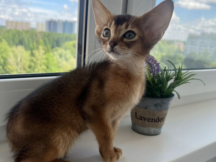 Абиссинские котята