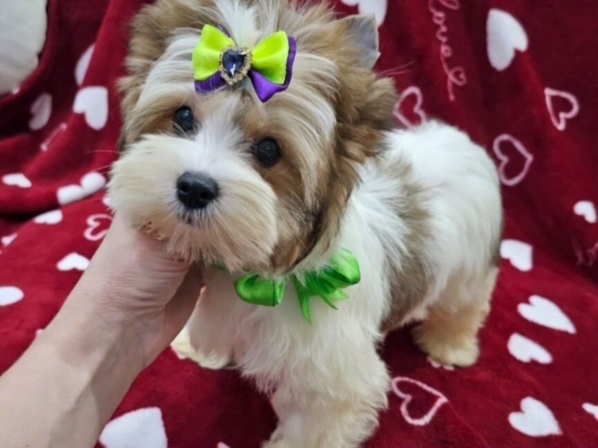 Бивер с голубыми глазками