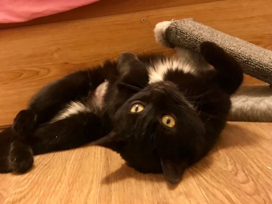 Черная кошечка