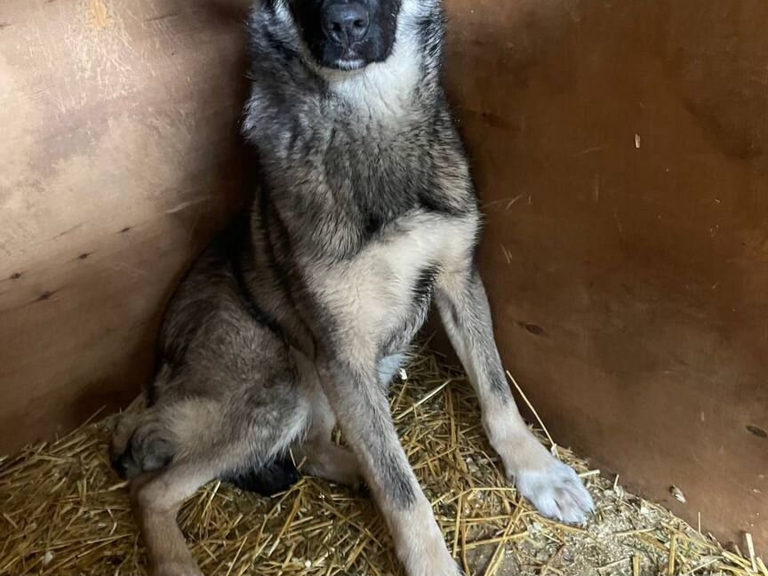 Олимпу нужен дом