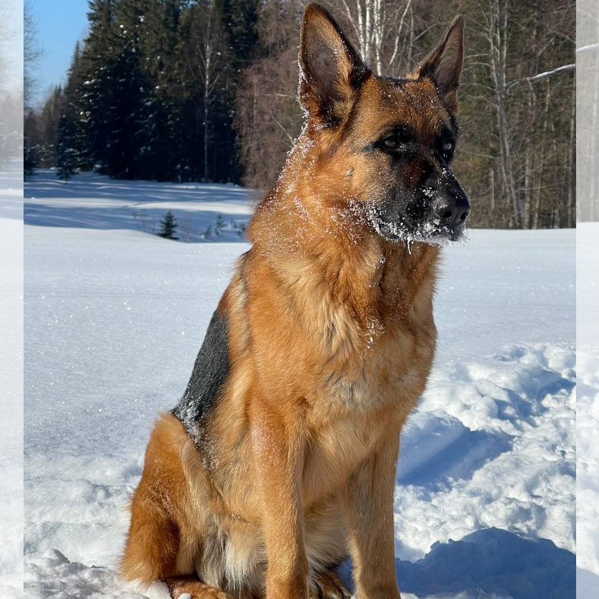 Продам щенка немецкой овчарки