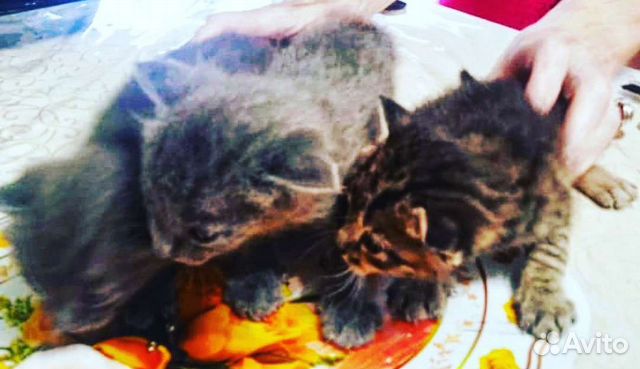 Котята в добрые руки