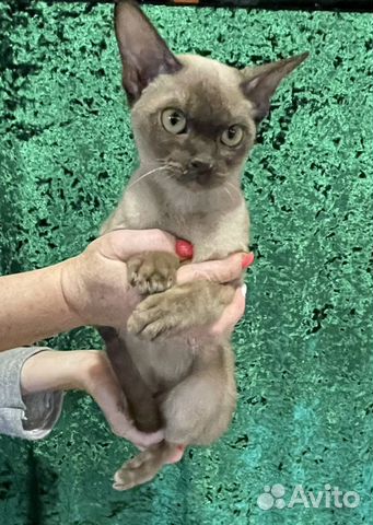 Бурманская