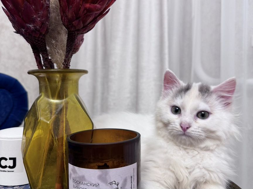 Котята ищут дом