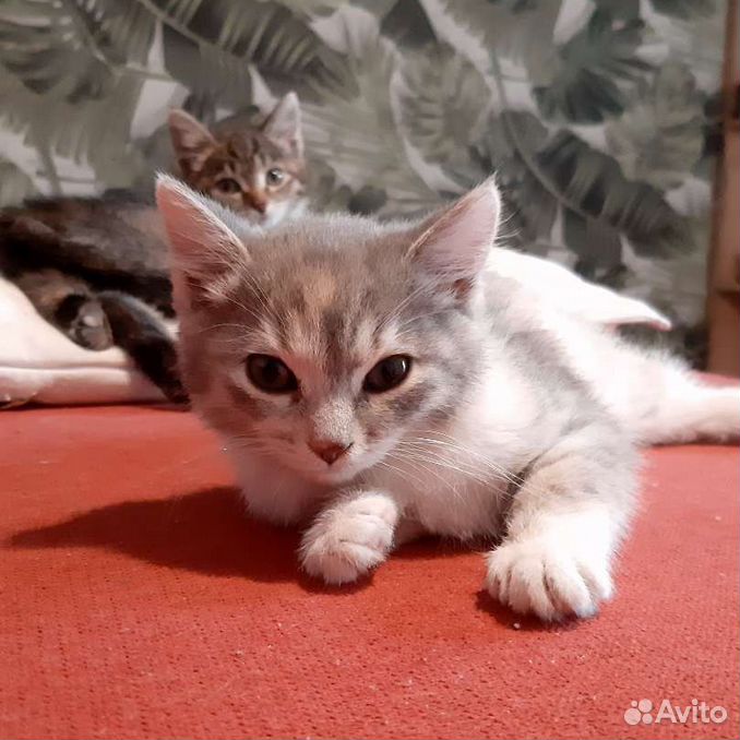 Котенок Маргоша