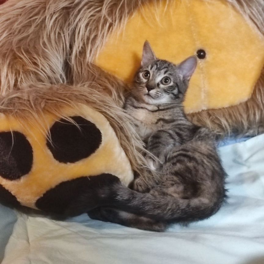 Котята- тигрята в добрые руки