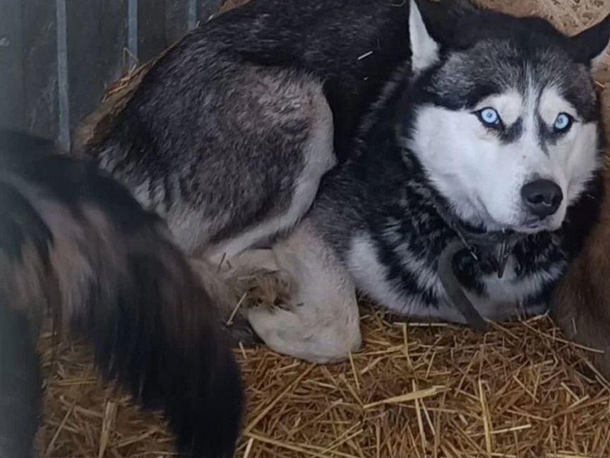 Сибирский хаски