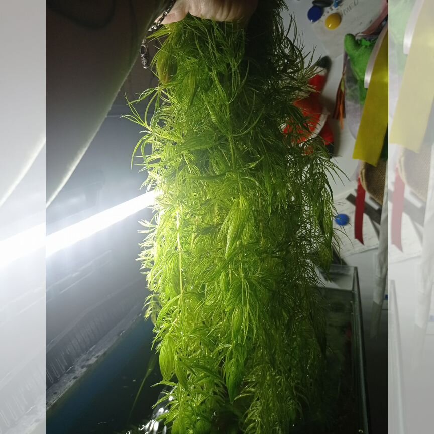 Роголистник