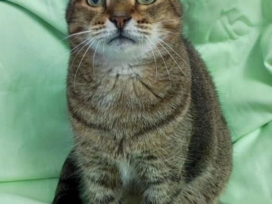 Европейская