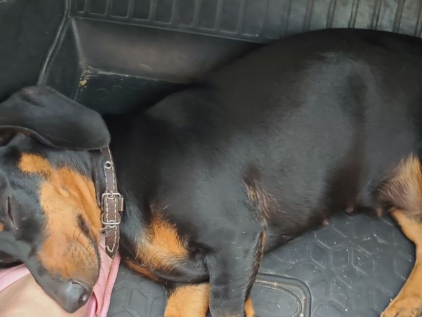 Помогите найти таксу вознаграждение