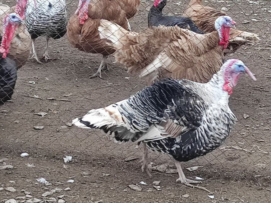 Индюки домашние