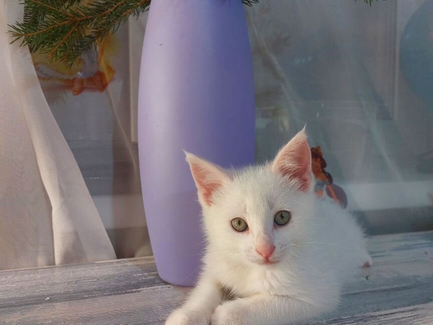 Котёнок белый
