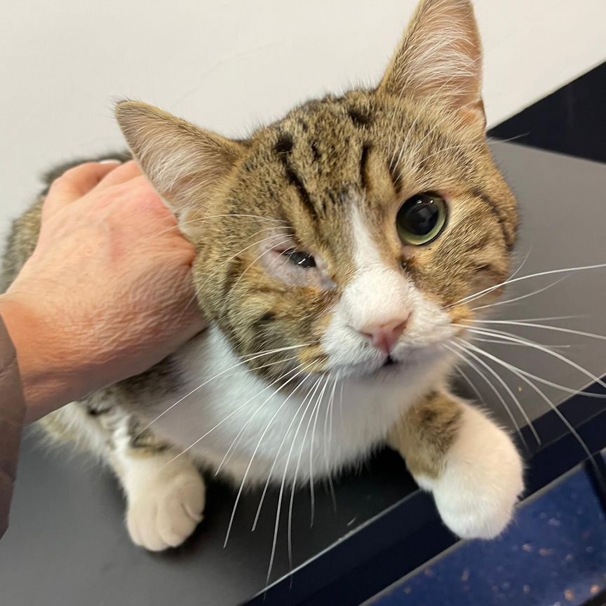 Котофею Кутузову на улицу нельзя, нужен дом