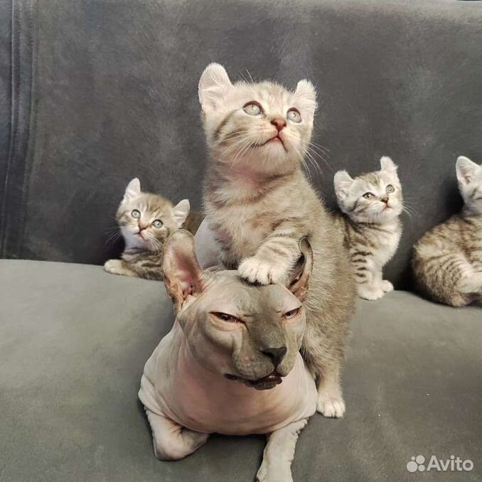 Котята Британские -Эльфы