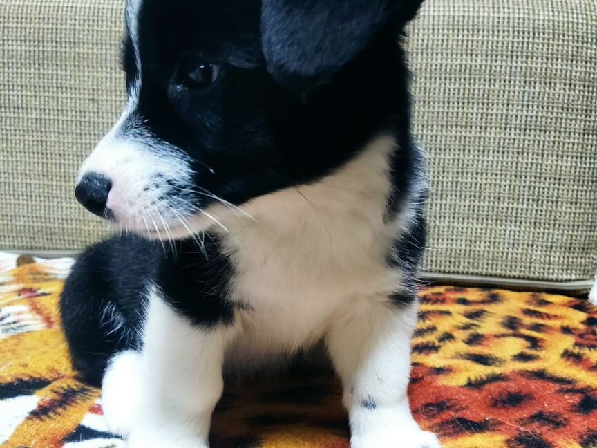 Собака в добрые руки отдам бесплатно