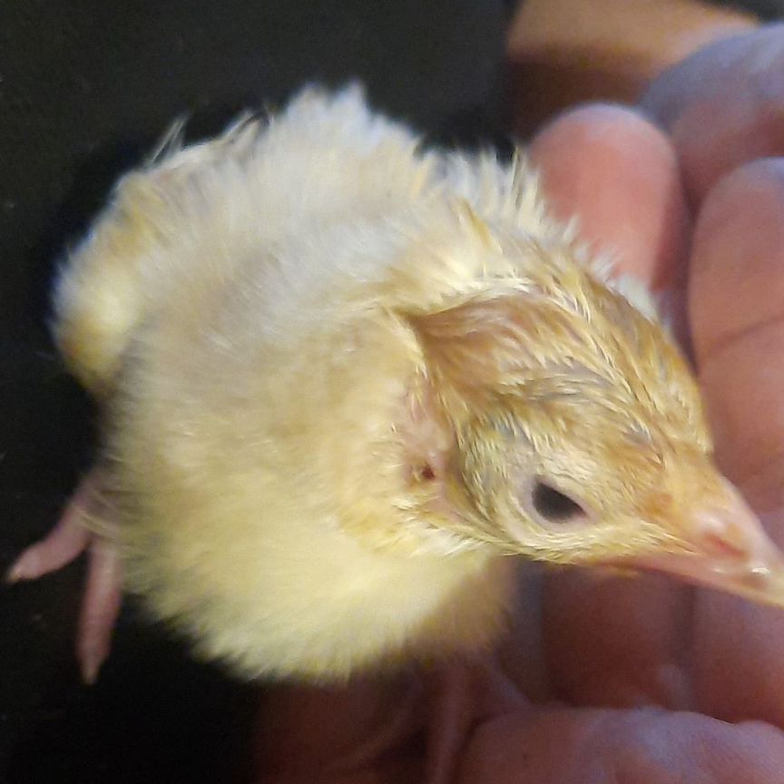 Продам цыплят индейки,суточные